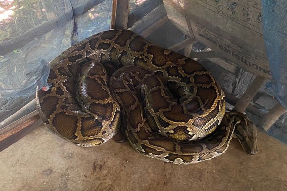 Snake_04 Object Detection Dataset and Pre-Trained Model by pear