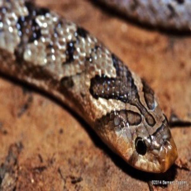 Snake_01 Object Detection Model by pear