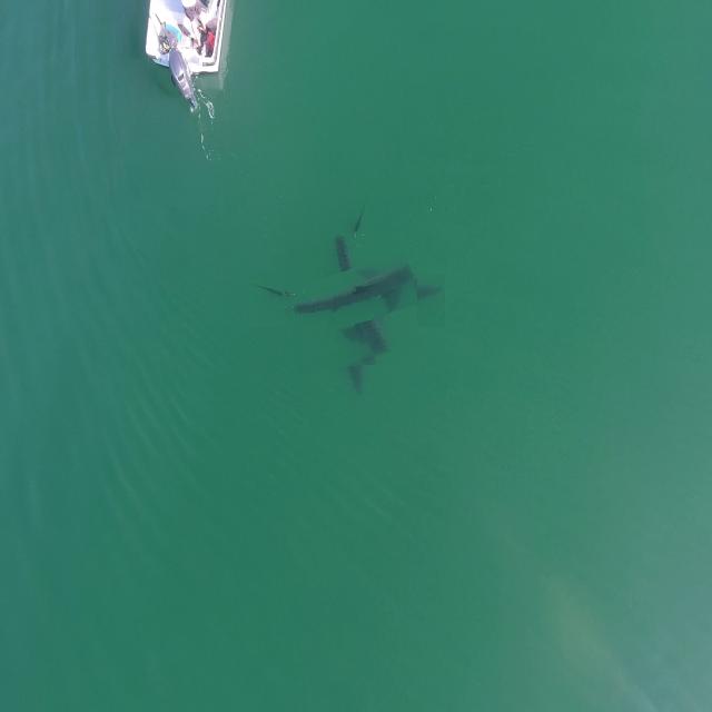 Shark Ml Object Detection Model By Shark Ml