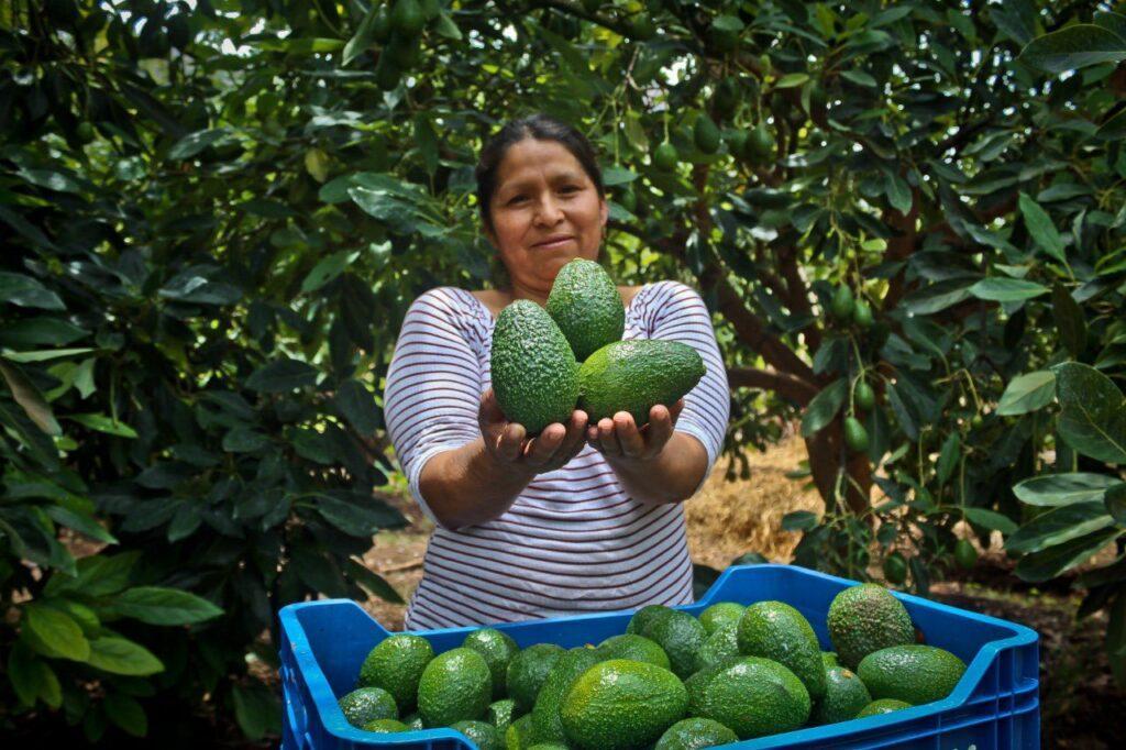 Detector_paltas Object Detection Dataset by Avocado detector