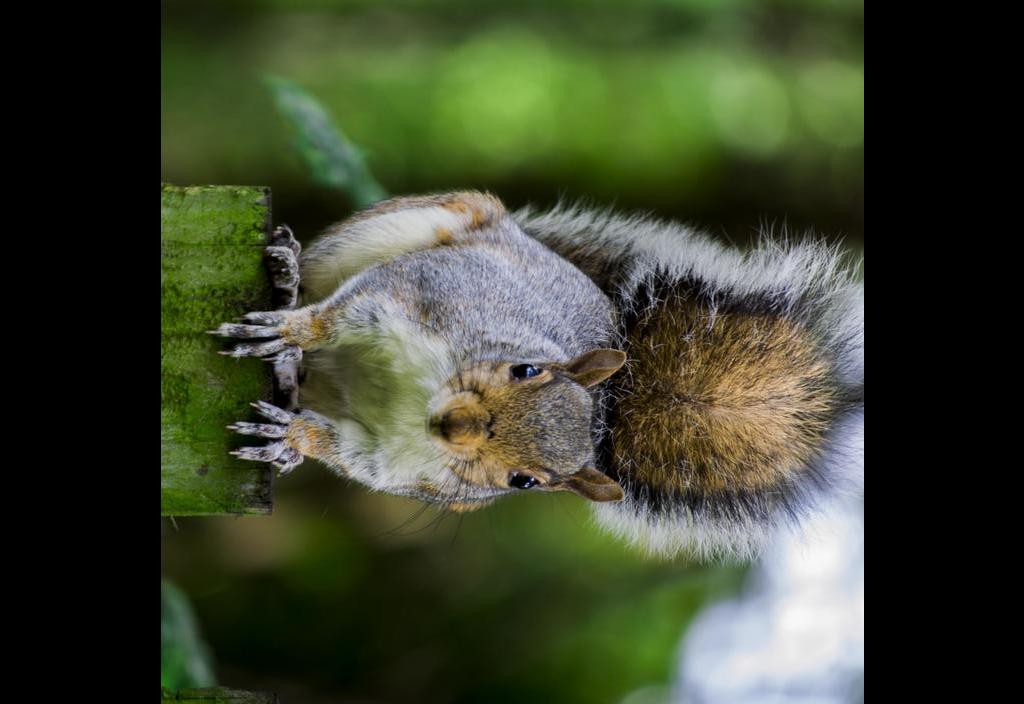 Squirrel Detection Object Detection Dataset By Personal Projects