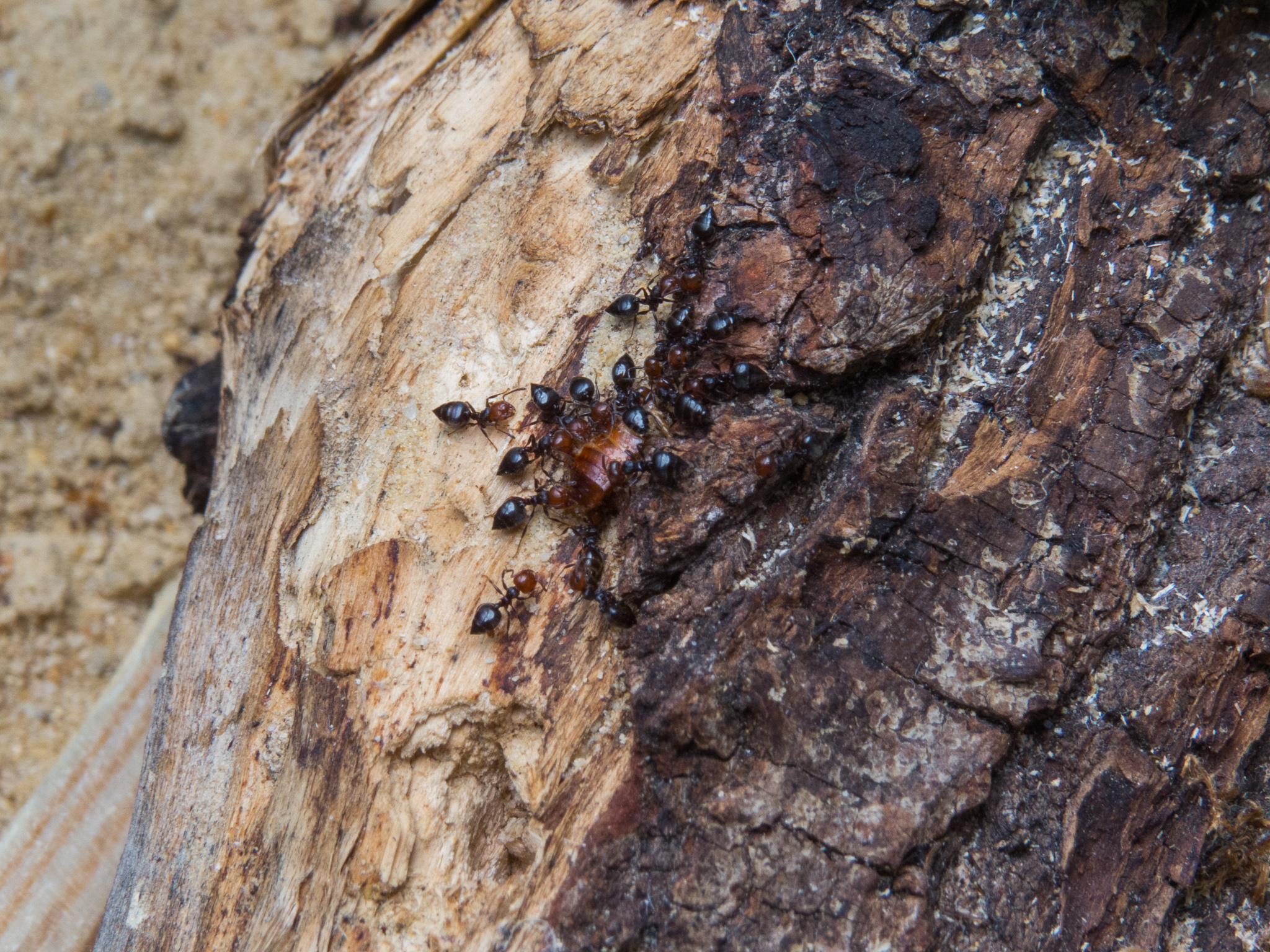 Ant genus classification Classification Model by Dwarni