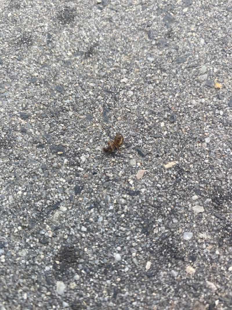 Ant Genus Detection Object Detection Dataset And Pre Trained Model By