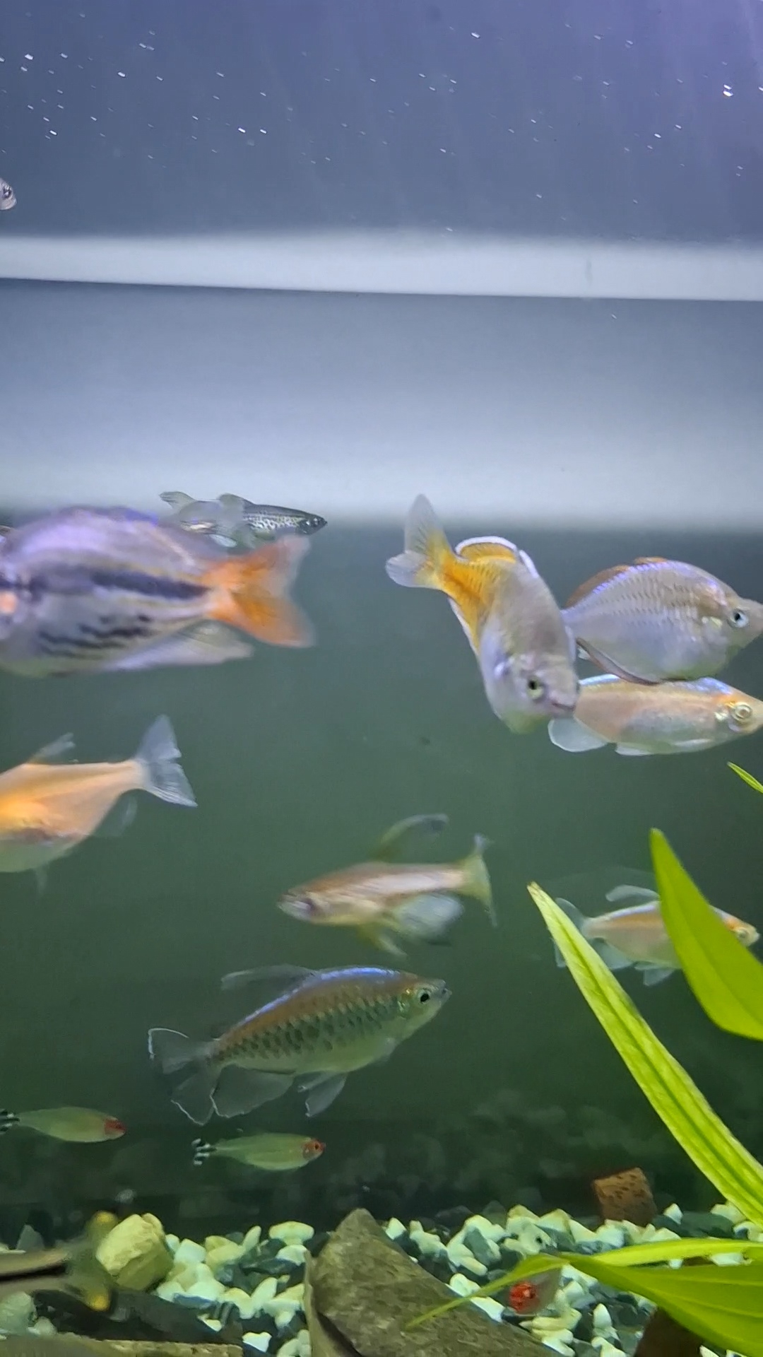 Fish (fish-op5fq) - Roboflow Universe