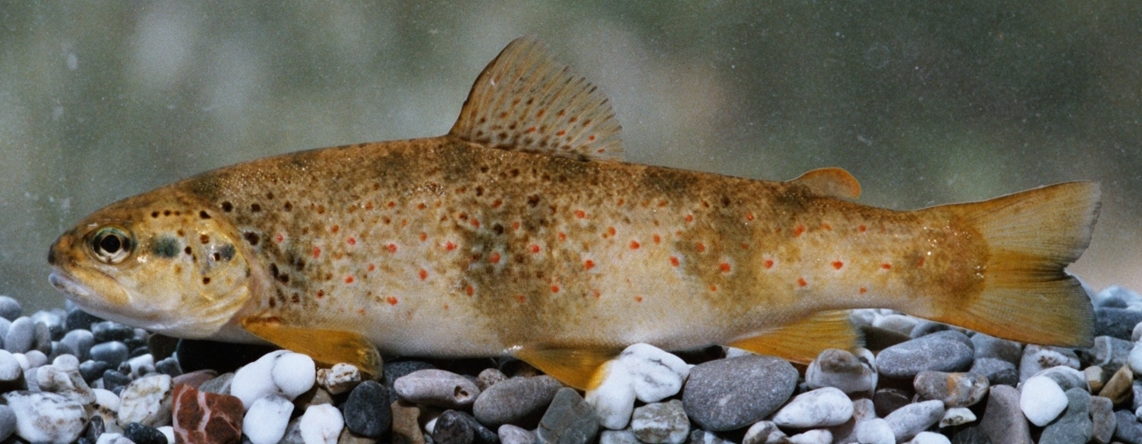 FIKBABA - Roboflow Universe