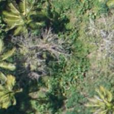 Coconut Object Detection Dataset by Amrita