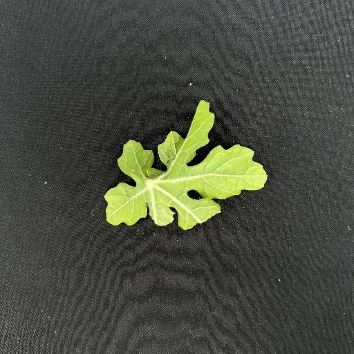 LEAF DISEASE Object Detection Dataset and Pre-Trained Model by LEAF DISEASE