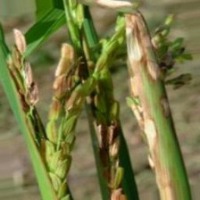 Rice Diseases Classification Model by rice