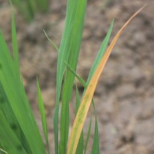 Rice Diseases Classification Model by rice