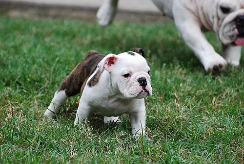 Trying to detect dogs and cats Object Detection Dataset and Pre-Trained ...