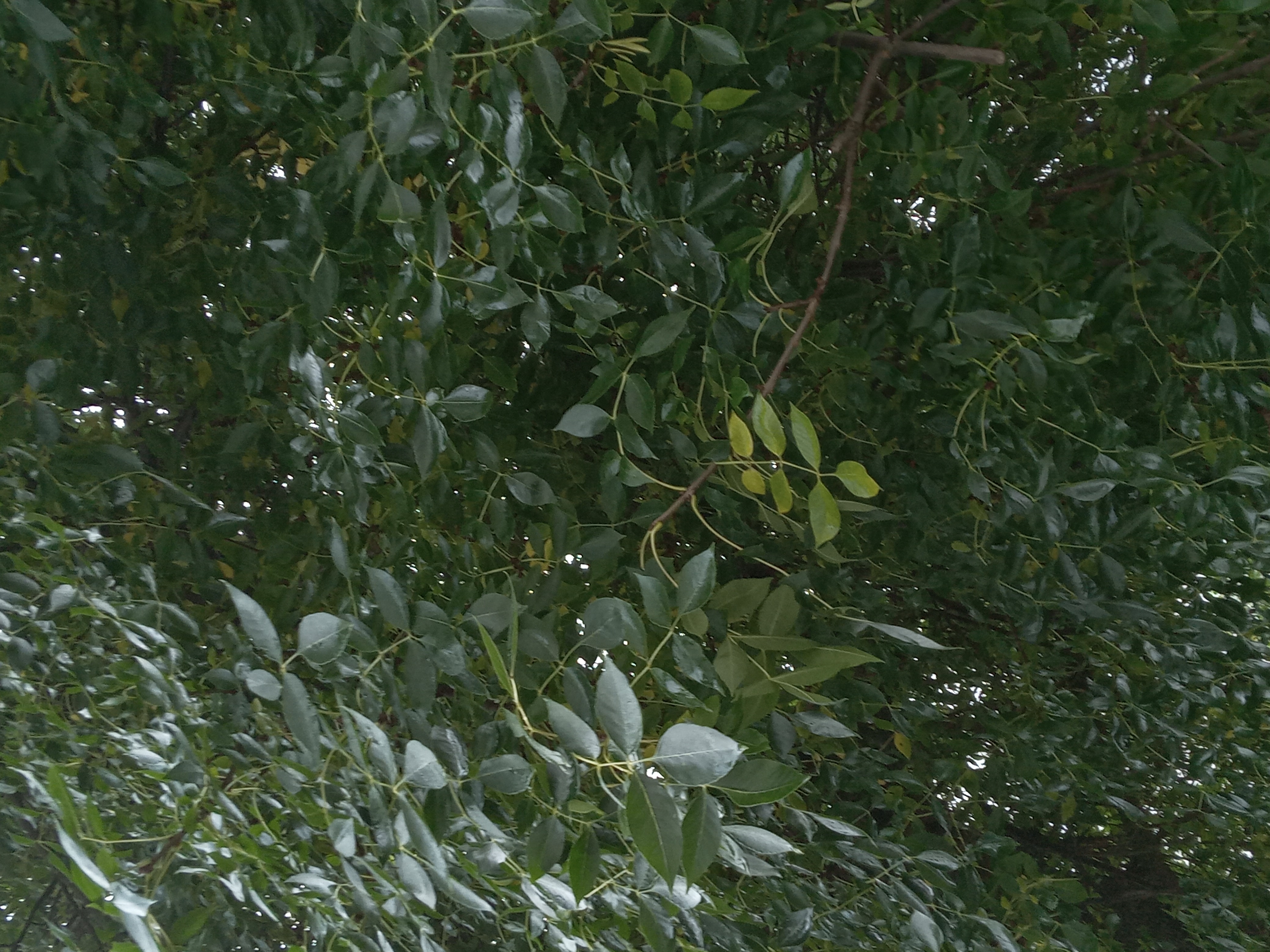 Tree Species Classification Classification Model by Thilini