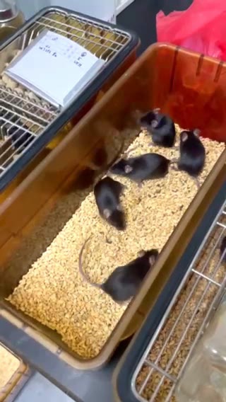 LabGym Annotation Instance Segmentation Dataset by LabGym Annotation