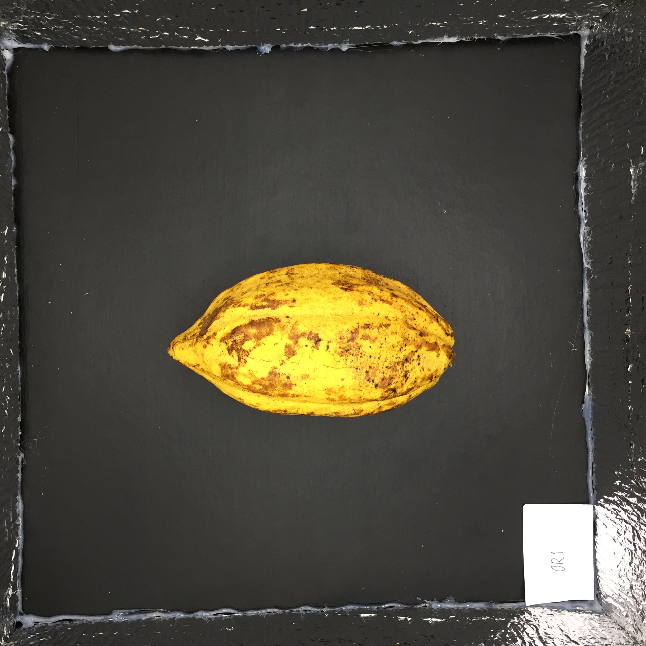 Uf 18 Cacao Maturity Detection Object Detection Dataset And Pre Trained