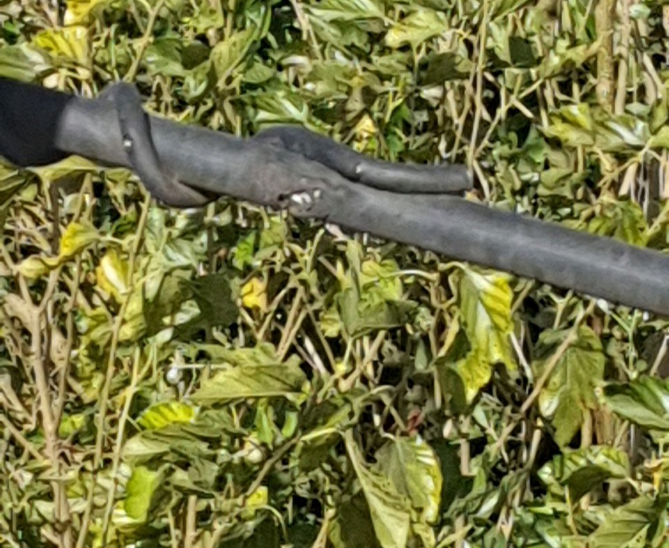 ddan_boc_tt_amon Object Detection Dataset by Pleiku