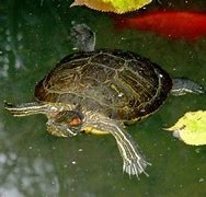 Detector de Animales v2 Object Detection Dataset by SeminarioClass