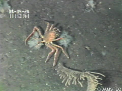 underwater_garbage_Detection Object Detection Dataset by tmrt