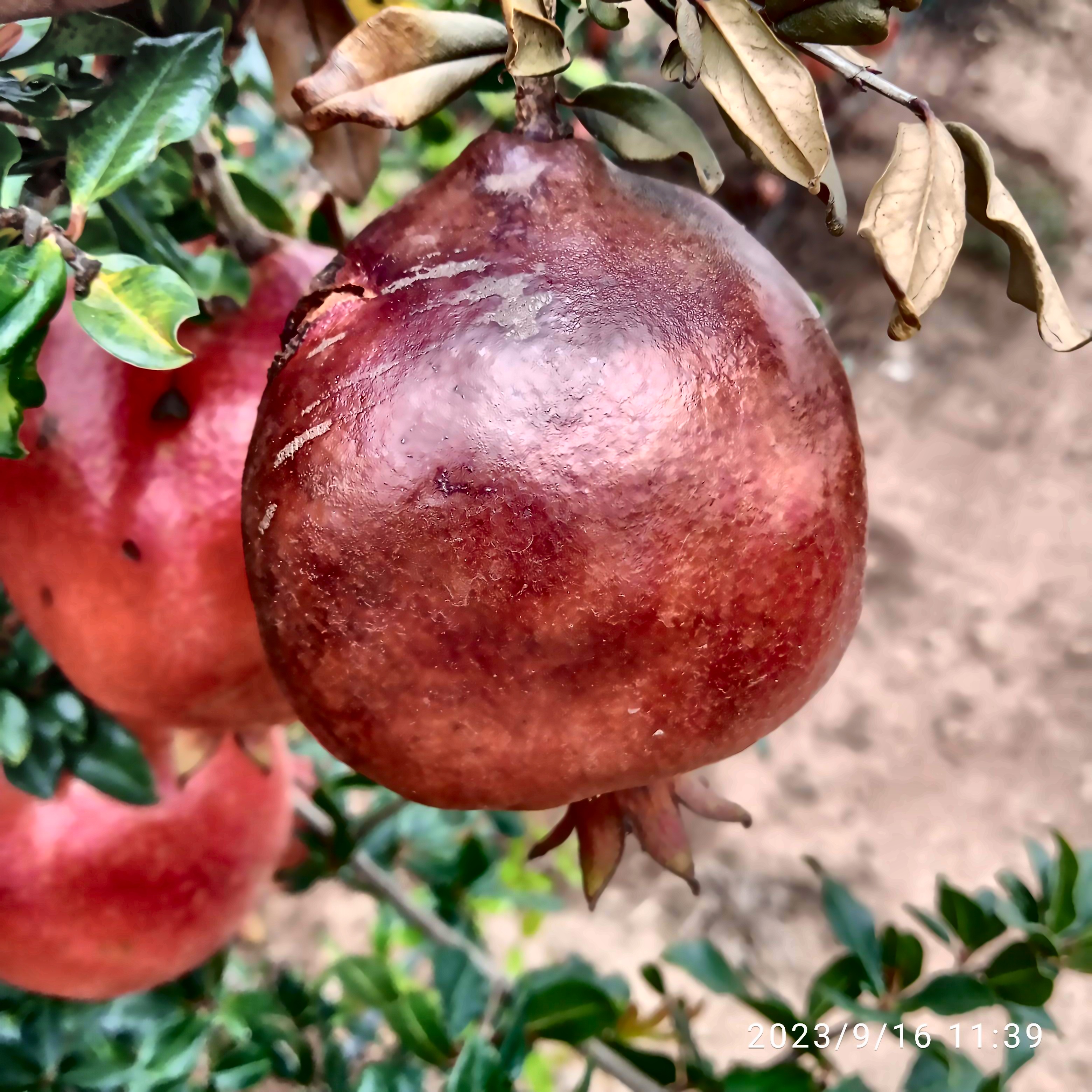 Object Detection Object Detection Dataset By College Work