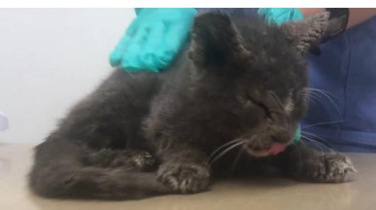 kucing scabies Object Detection Dataset by bios