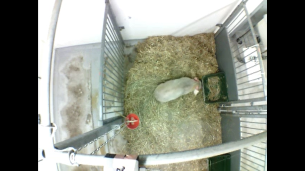 Pig detection Object Detection Dataset and Pre-Trained Model by Aarhus Uni