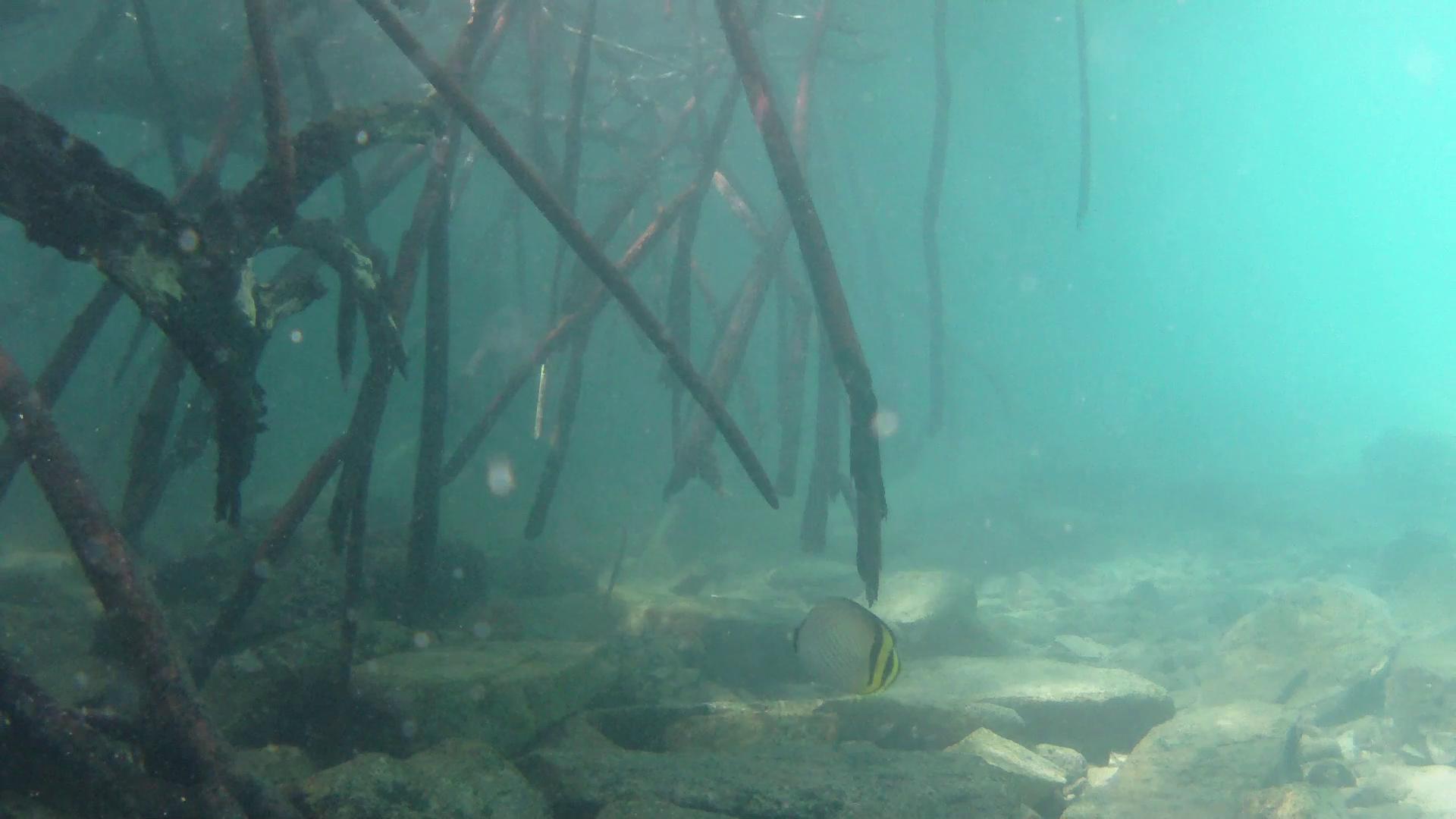 fish model Object Detection Dataset by segmentation train