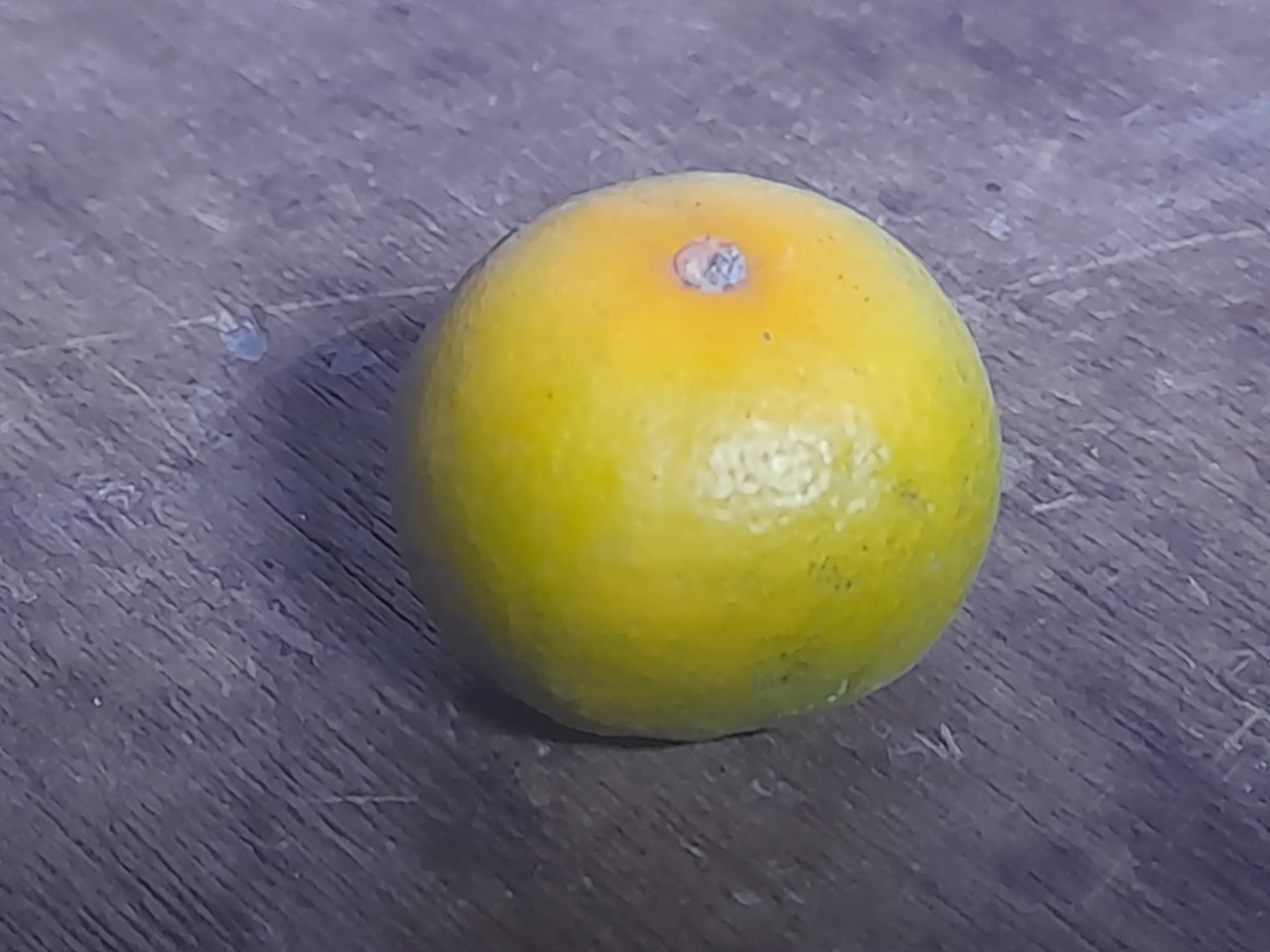 How to Use the Calamansi Object Detection API