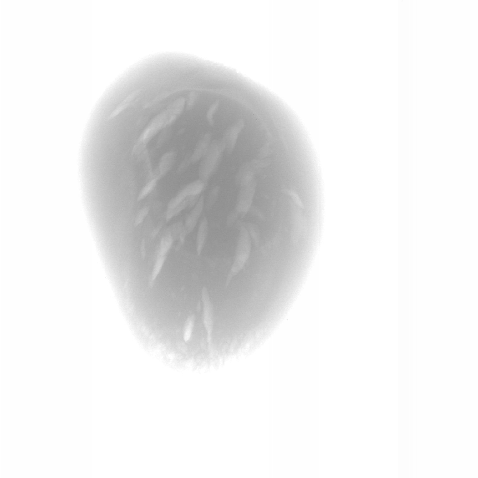 Mango Classification Model by model