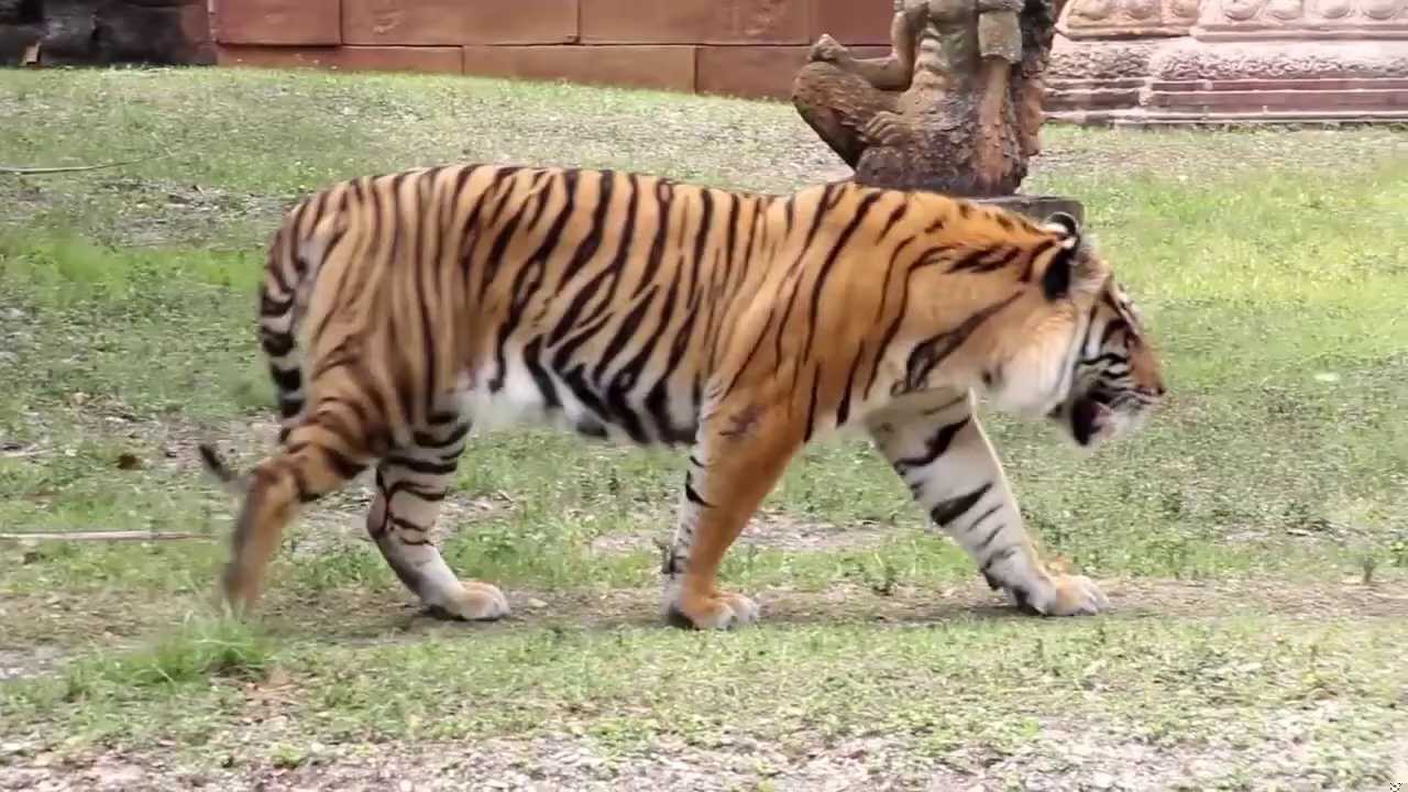 tiger pose detection Keypoint Detection Dataset and Pre-Trained Model ...