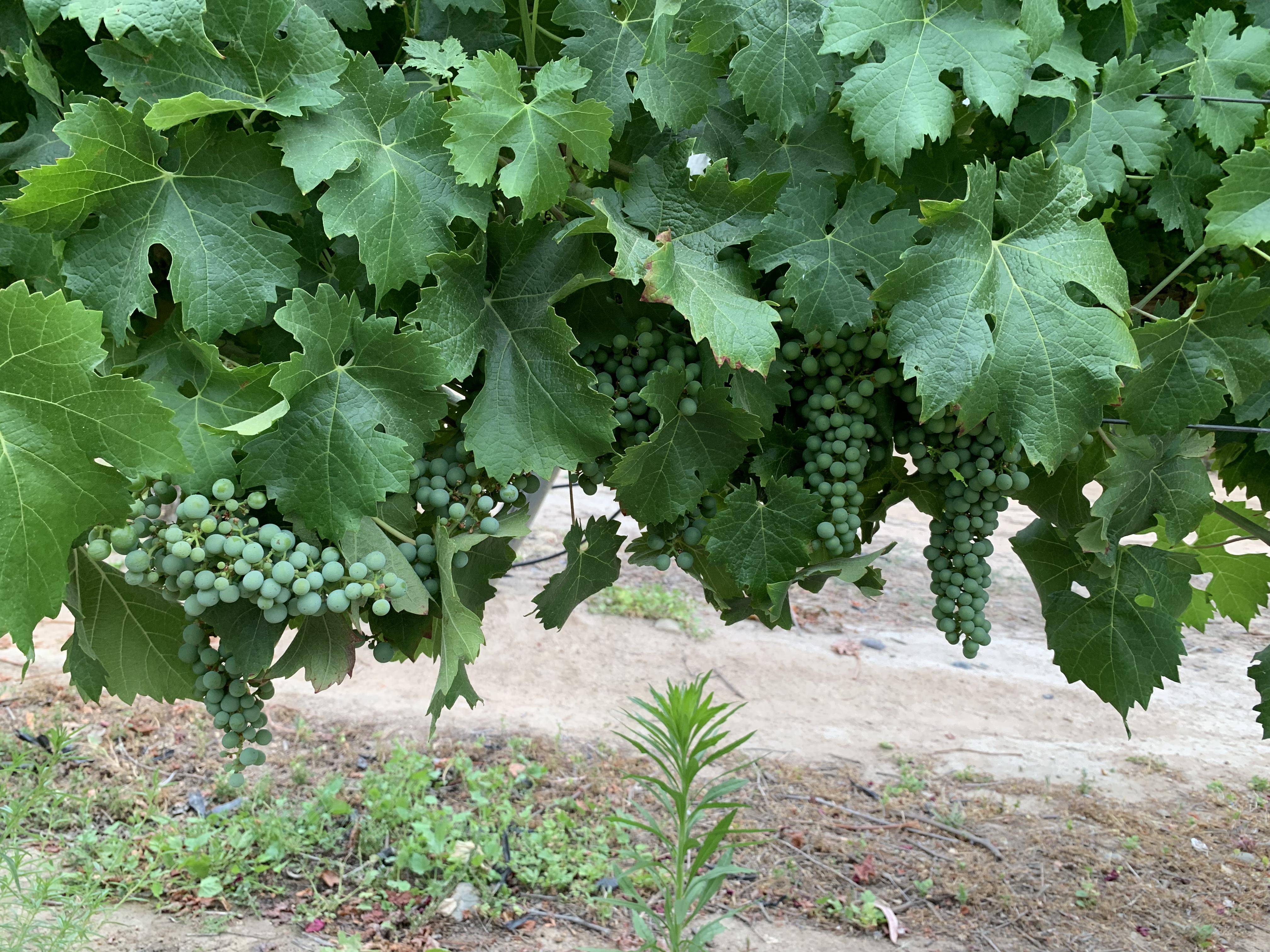 Grape Detection Object Detection Dataset and Pre-Trained Model by CyT Deteccin de uvas