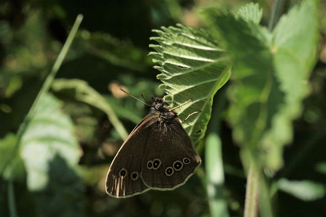 YOLO - Animals Object Detection Dataset by Tutorials