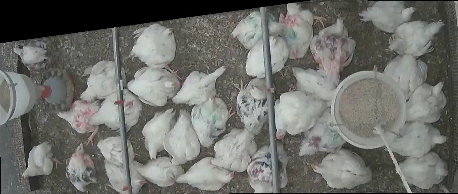 Hen Detection Object Detection Dataset By Hen