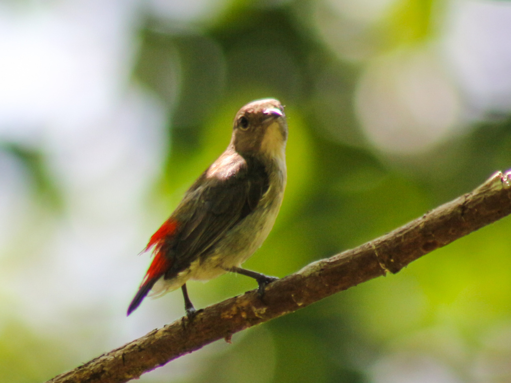 mu animal species Object Detection Dataset by birds