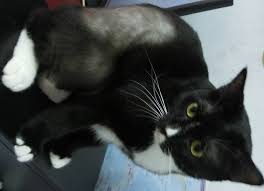 FYP Instance Segmentation Dataset and Pre-Trained Model by humaira