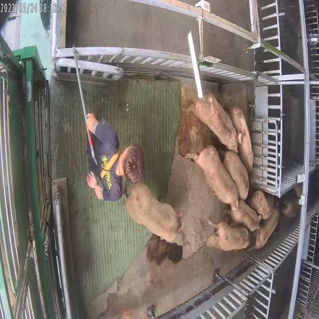 pigs Object Detection Dataset and Pre-Trained Model by sowpose