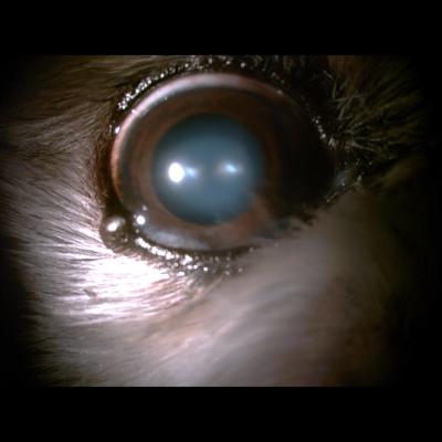 Dog eyes - Roboflow Universe