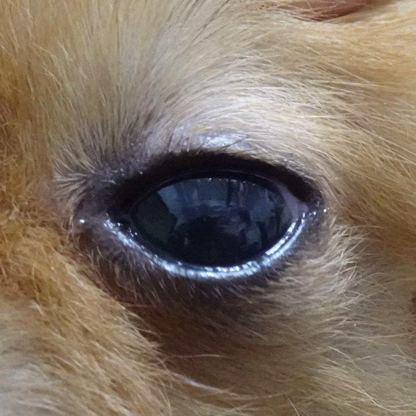 entropion Object Detection Dataset by Dog eyes