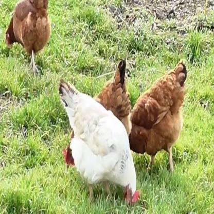 CHICKEN DETECTOR Object Detection Dataset by SUTD