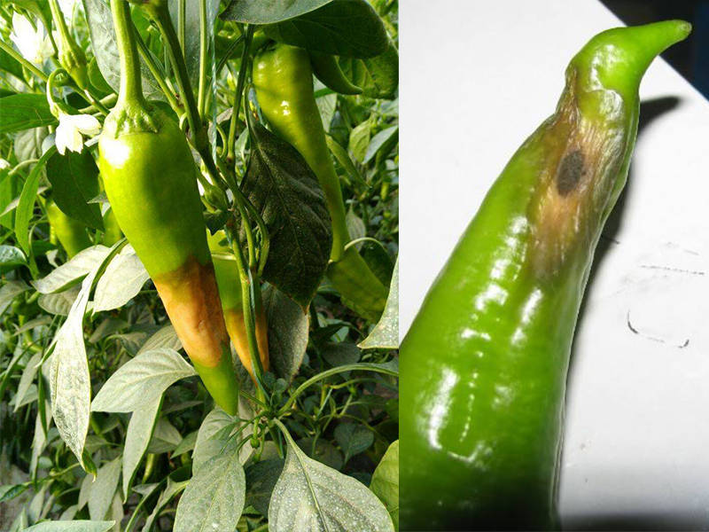 Rotten green peppers Instance Segmentation Dataset by greenpepper