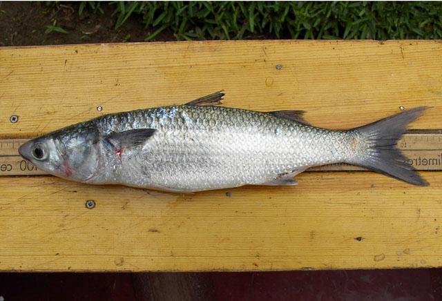 fish detect Object Detection Dataset and Pre-Trained Model by for epics