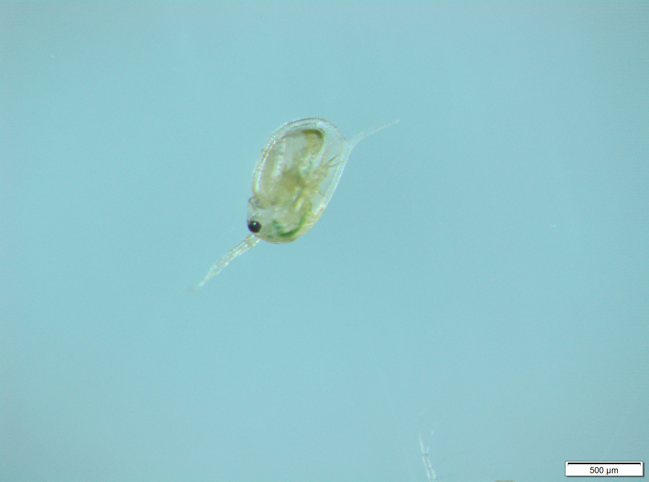 How to Use the Size measurements Instance Segmentation API