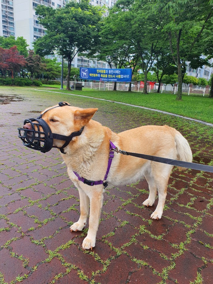 dog Object Detection Model by jw