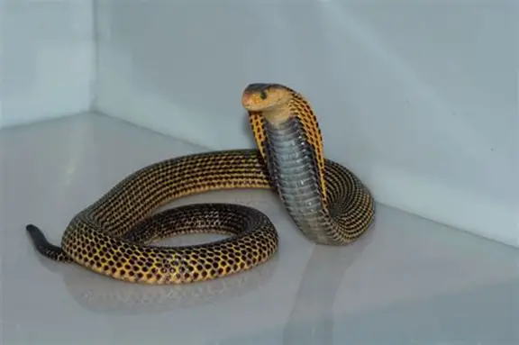 snake_obb Object Detection Model (v3, version2(with negative)) by my ...