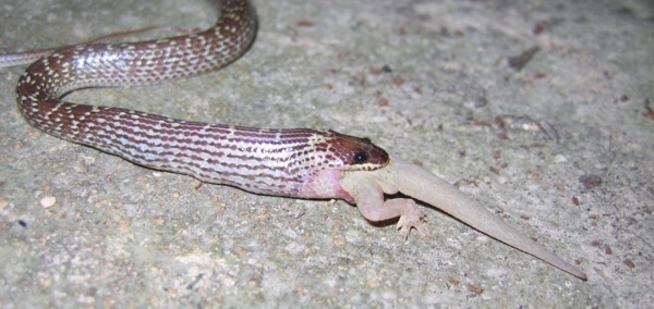 Snake_detection Object Detection Dataset and Pre-Trained Model by my workspace