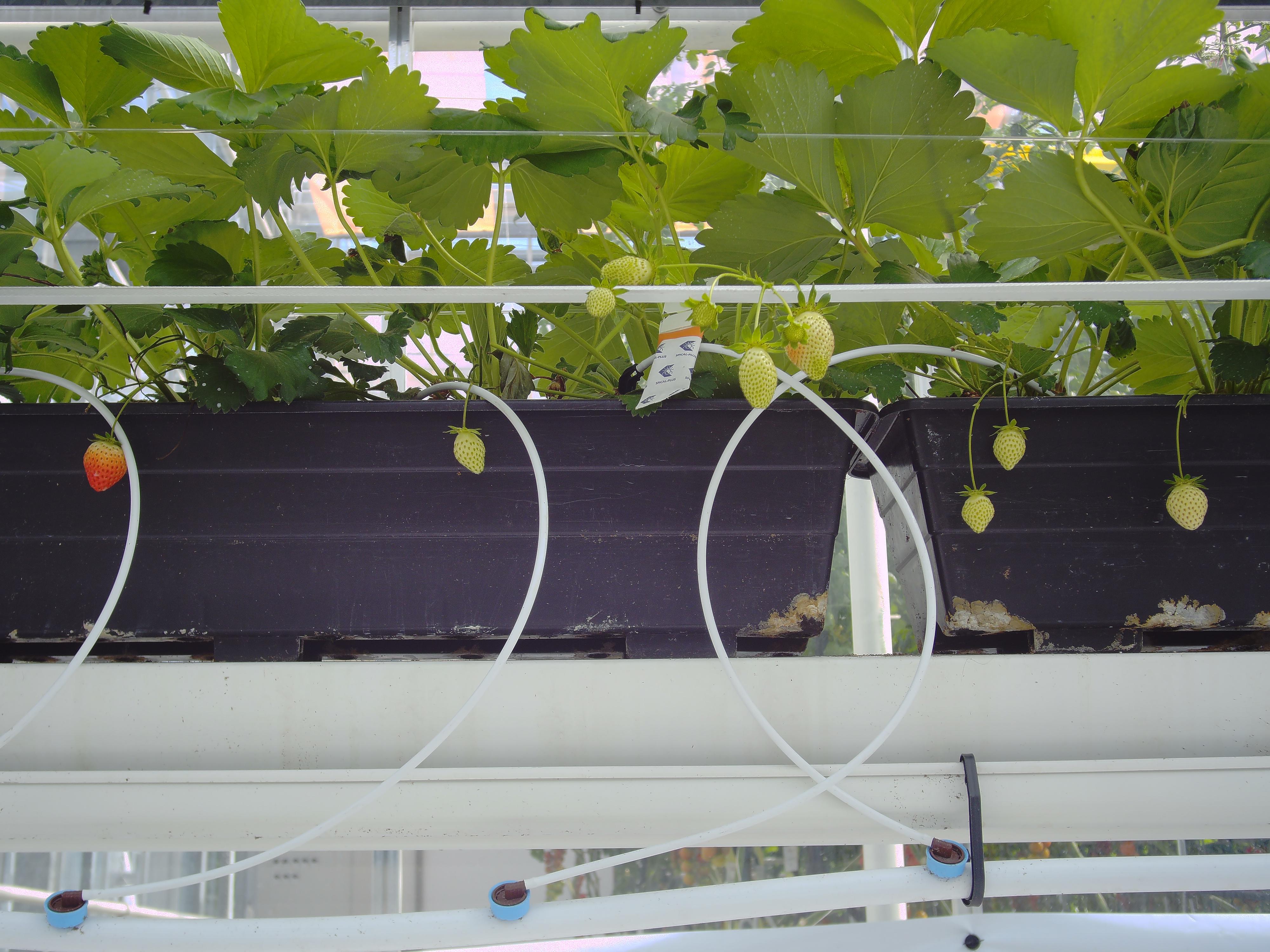 strawberry-81-RGB Object Detection Dataset by shadi