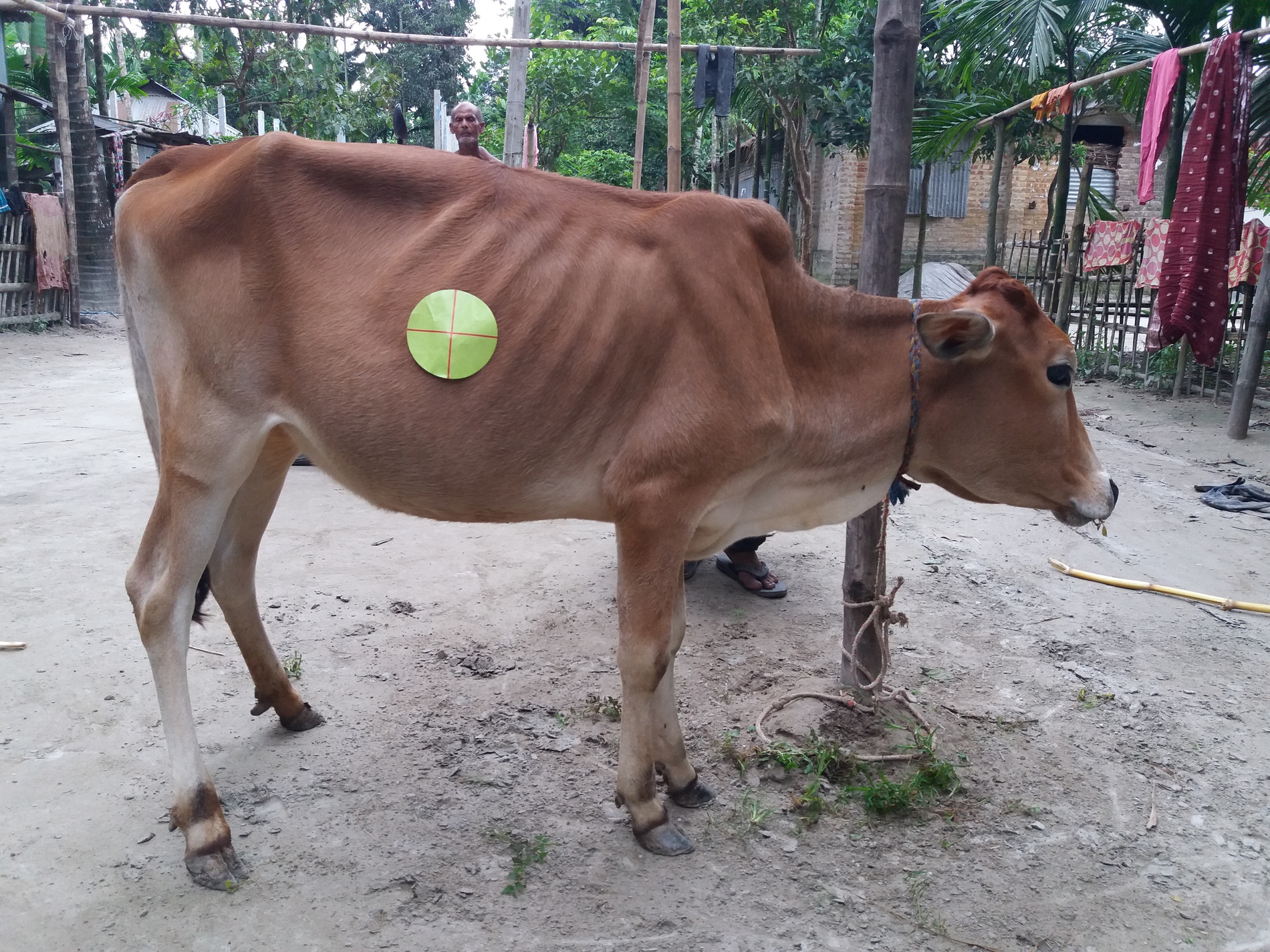 Weight cow Instance Segmentation Model by Zeta