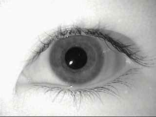 iris-pupil Object Detection Model by ocula