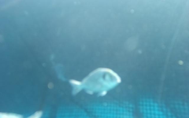 levantina keypoints_1 Keypoint Detection Model by Levantina fish project