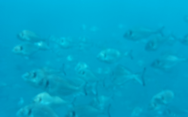 Levantina_3 Keypoint Detection Dataset and Pre-Trained Model by ...