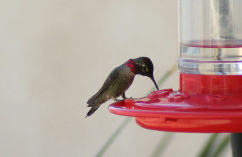 Bird Detection Classification Dataset by College