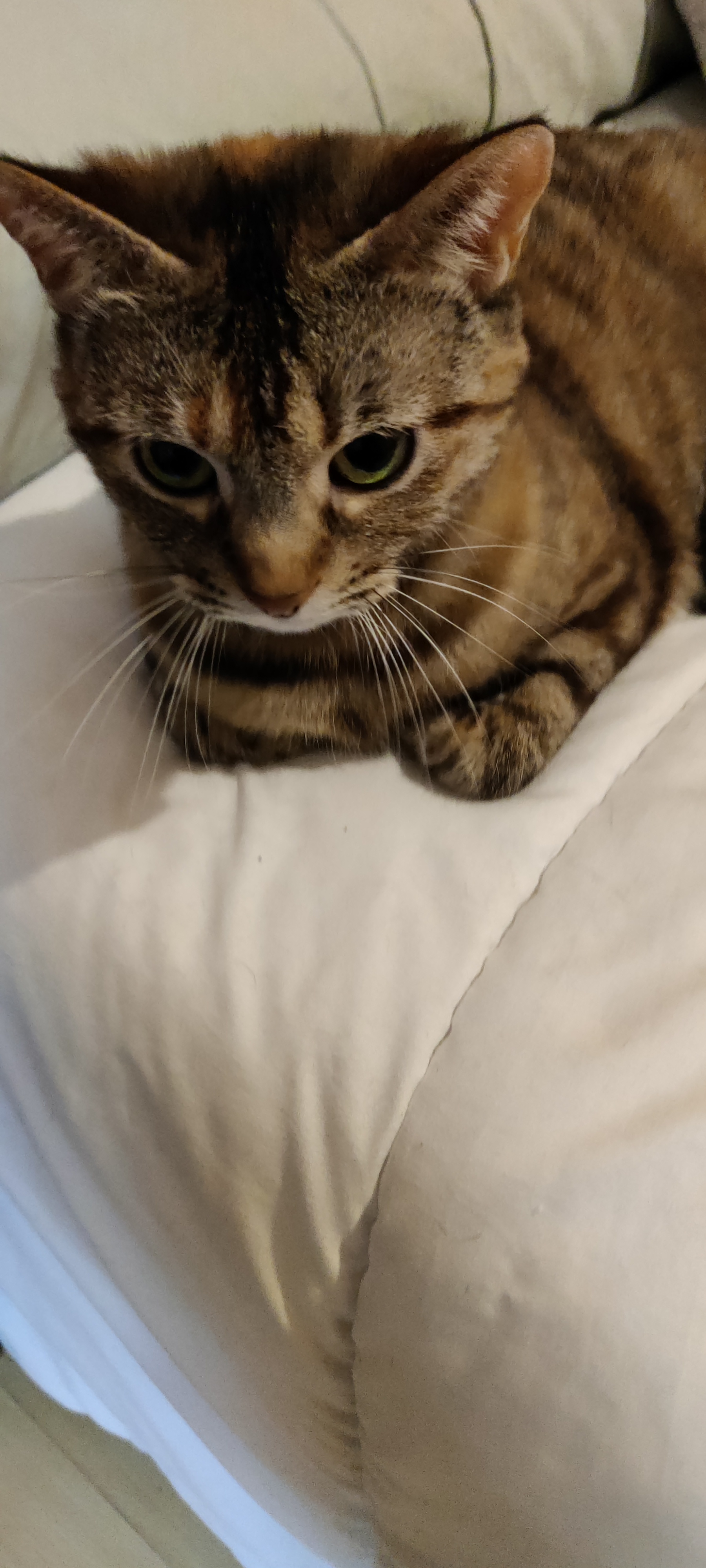 TFM- v2 Object Detection Model by TFM