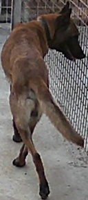 MAN_dog_segmentation Instance Segmentation Dataset by gate